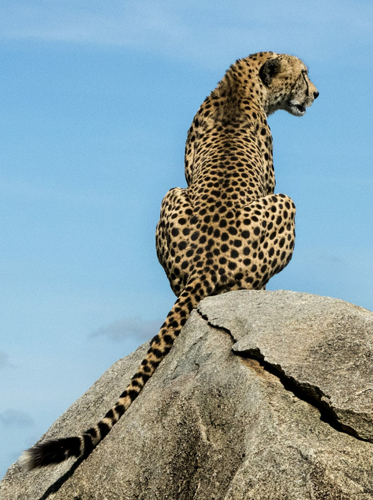 SafariOffice - Leading Sales Software for the Safari Industry